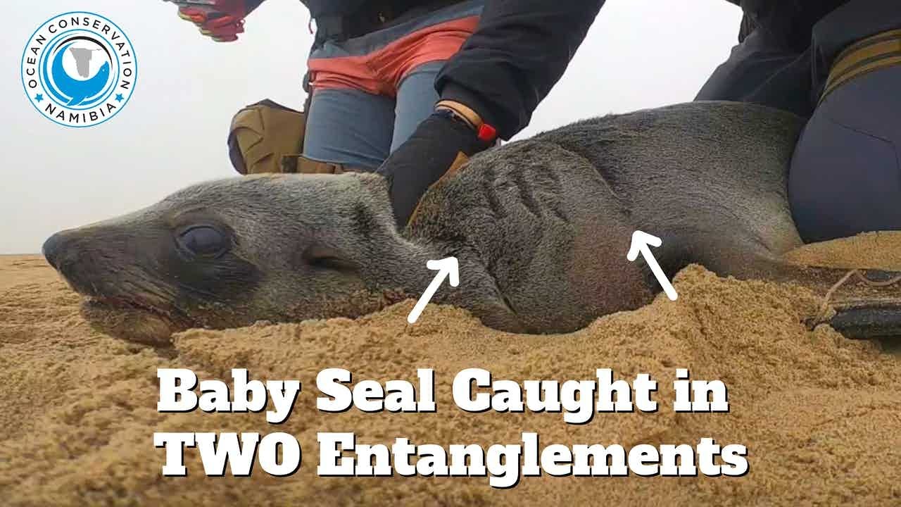 Baby Seal Caught In TWO Entanglements