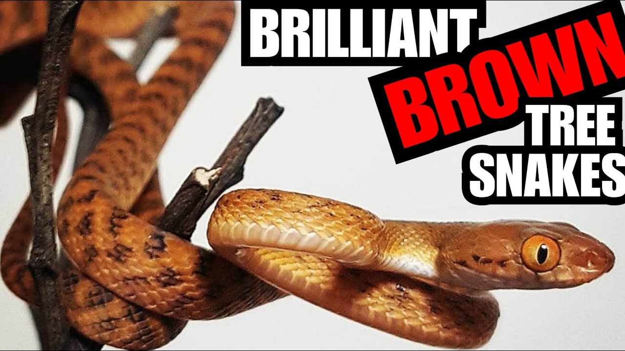 Brown Tree Snake Care