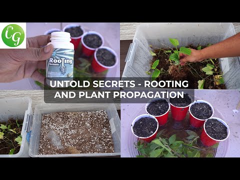 Secret Plant Cuttings Propagation Tips No One Will Tell You!