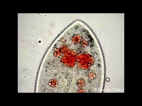 Paramecium caudatum – Mikrosvijet