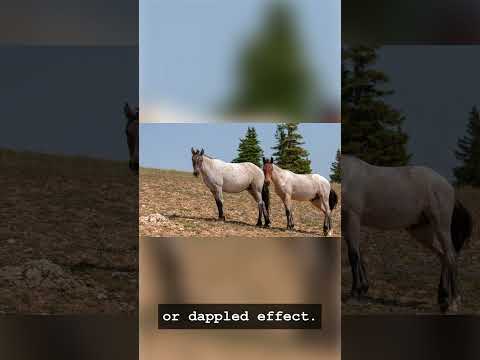 What is a roan horse? #horse #equestrian #animals