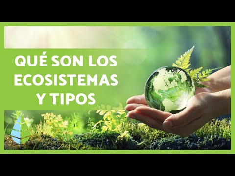 Definición y TIPOS de ECOSISTEMAS 🏜️🏙️🌅