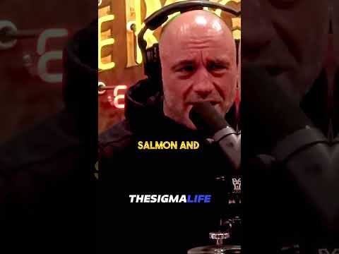 Joe Rogan on Why BLACK BEARS Attack PEOPLE THE MOST