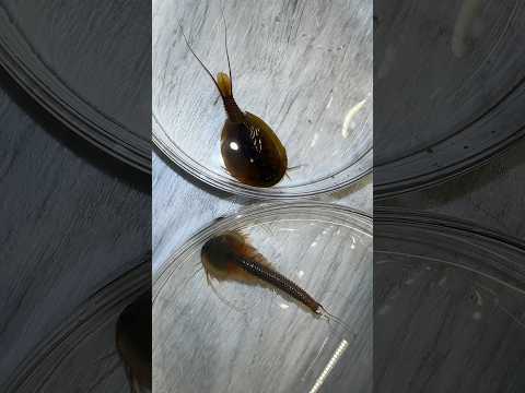 What do I mean by Tadpole shrimp