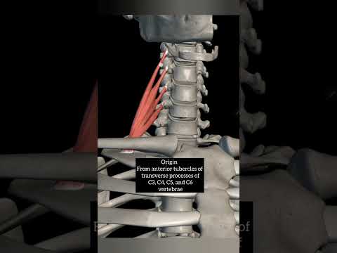 scalenus anterior muscle with origin insertion Nerve supply / |neck anatomy #1styearmbbs #anatomy
