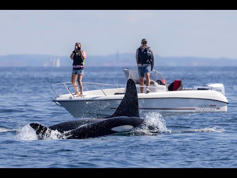 Bilder och filmer från späckhuggar­möten på västkusten – Natursidan