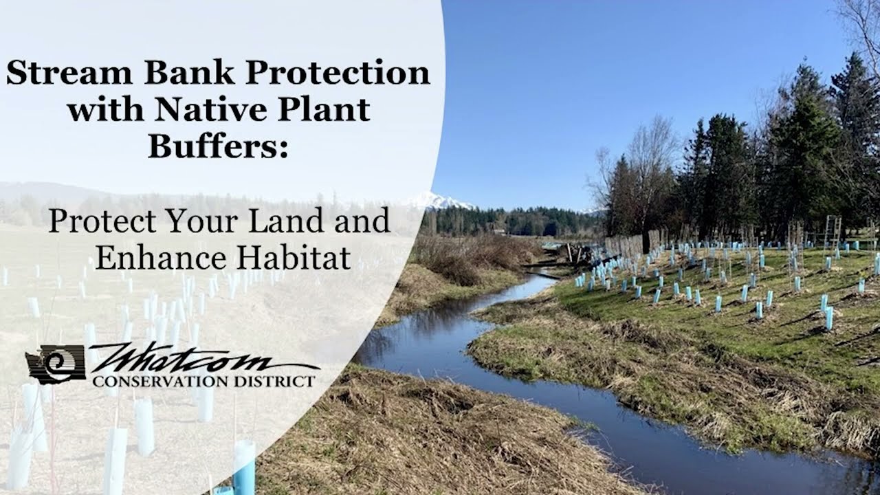 Riparian Restoration Programs with Whatcom CD - Speaker Series