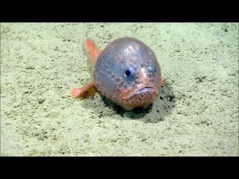 Baudroie, du genre Chaunacops | Mer et Océan