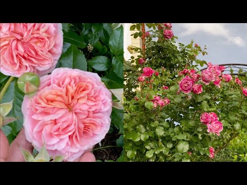 The Grand Tour of David Austin, Kordes, Meilland, Tantau roses, Paert 1