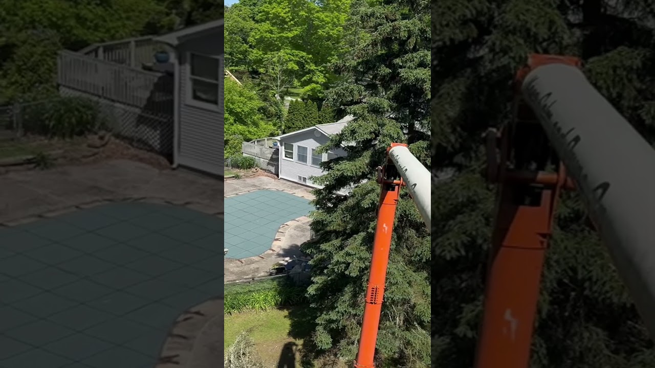 Thats a maple right there #trees #maple #mapletree #treework #bluecollar #treebiz #trump #fy #fyp