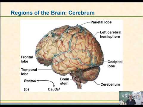 CNS1