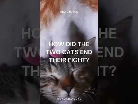 Cat fight dad joke #dadjokes #dadjokesdaily #funnyshorts #funny #comedy #comedyshorts #funnyvideo