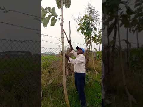 3 years old Teak trees #organicfarming #organic