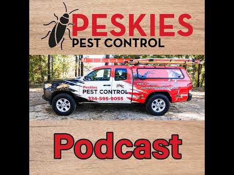 Fleas Can Turn Into A Problem in Montgomery, Alabama!