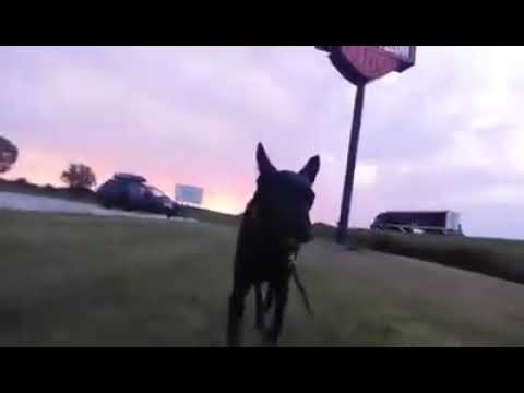 Play time www.facebook.com/groups/thefluffyshow #thefluffyshow #gsd #dog #puppy #puppylove #transpo