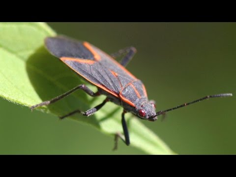 Boxelder Bugs - What they are, how to get rid of them