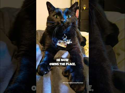 Happy National Adopt a Cat Month!