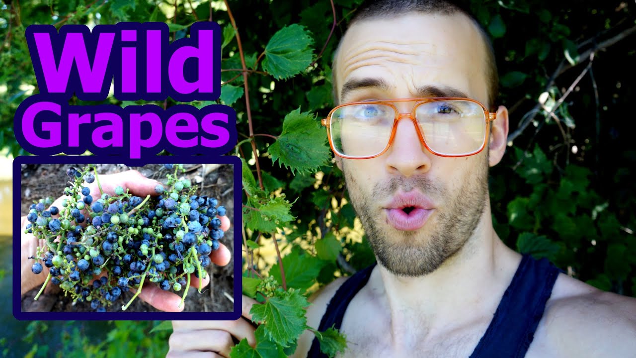 Wild Grapes ::: ULTIMATE Foraging Guide