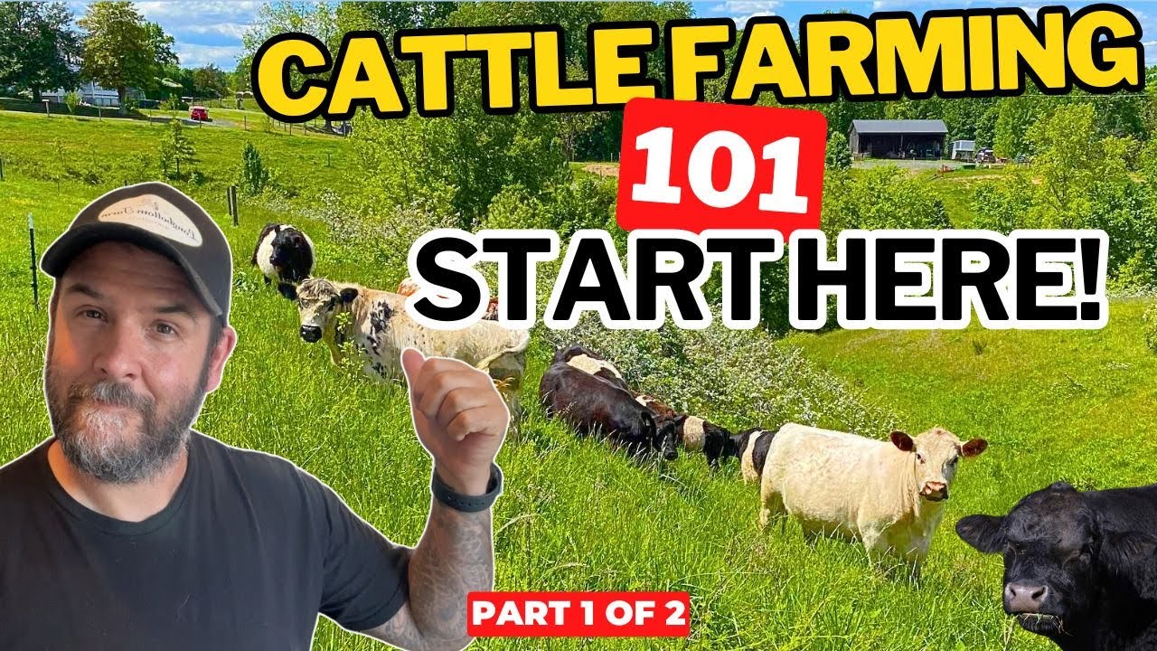 Cattle Farming 101: A Beginner’s Guide to Raising Cattle (Part 1)