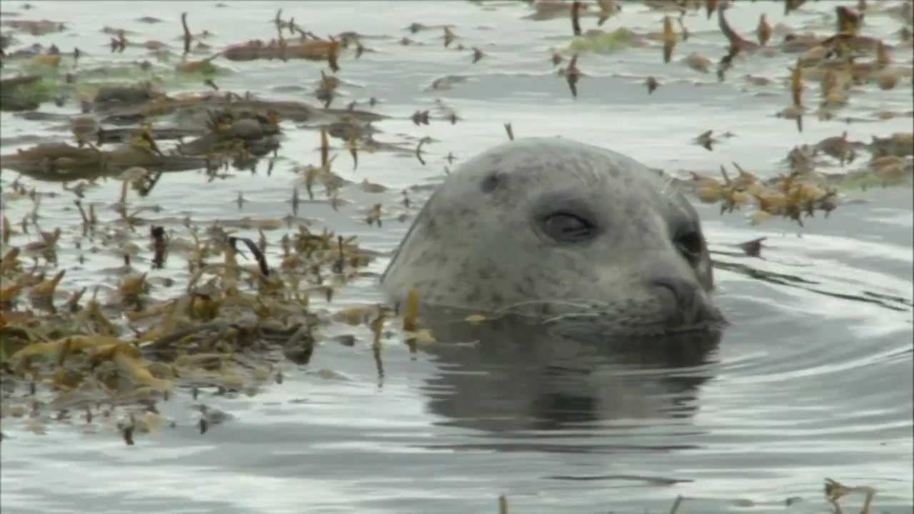 Scotland's Big 5 - Harbour Seal