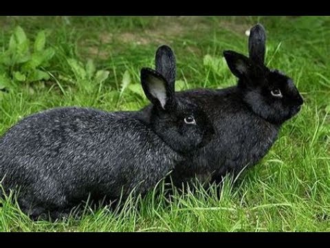 Best Rabbit Breeds for Pelts