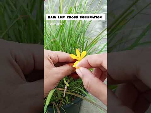 Rain Lily cross pollination....#flowers #shortvideo