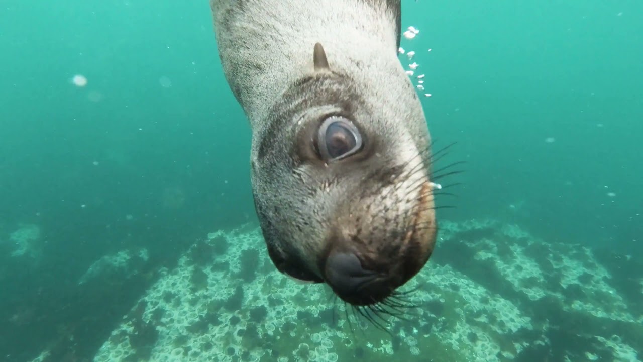 THE LIFE OF SEALS, FOOD CHARACTERISTICS, SPECIES AND WHERE THEY LIVE