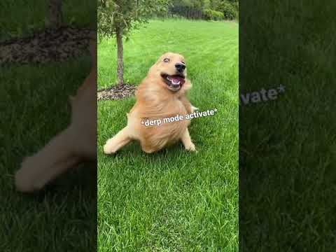 My Dog is a Derp!