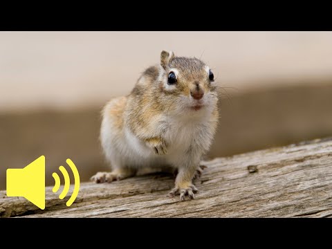 What does a Chipmunk sound like? - Animal Sounds