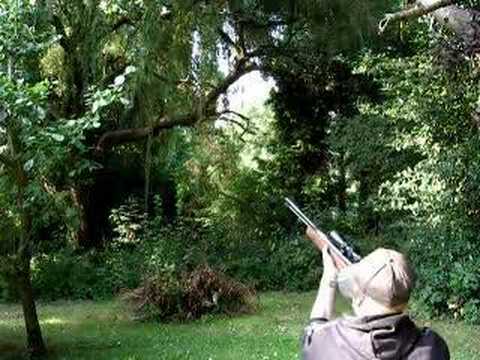 Hunting in the garden: Pigeons & Squirrels