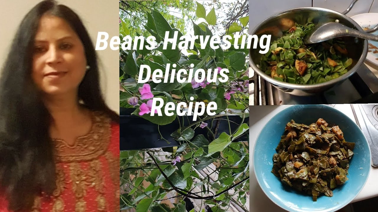 Harvesting And How to cook hyacinth lablab beans🌱easy and tasty simple recipe #Beans kei sabzi
