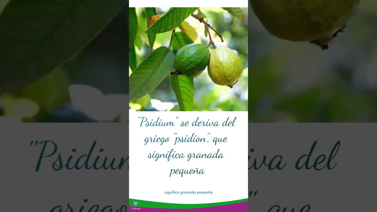 GUAYABA 1 | #fruit #fruits #frutas #agriculture #agricultura #agro #biodiversity #bio #biodiversidad