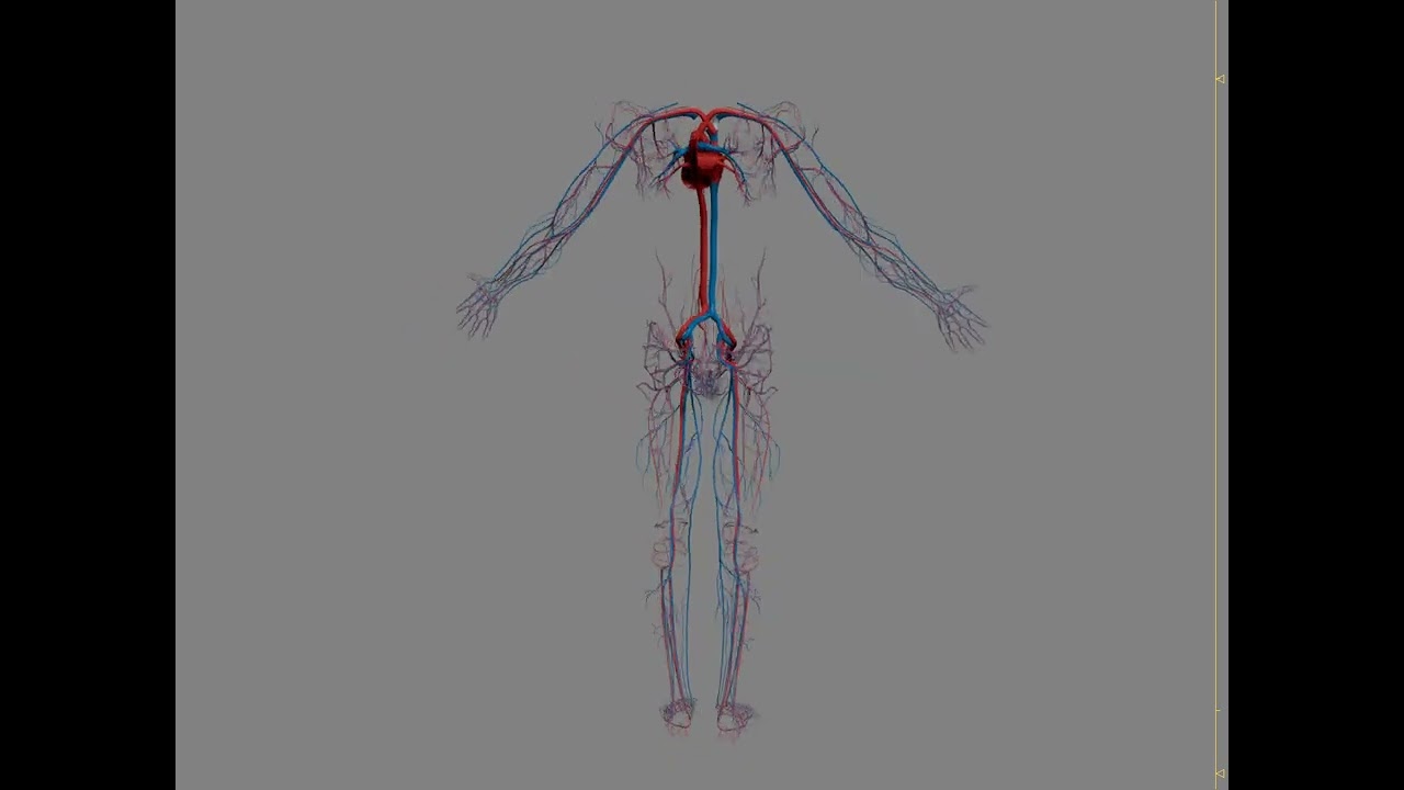 Visual Anatomy 3D (app update (preview))