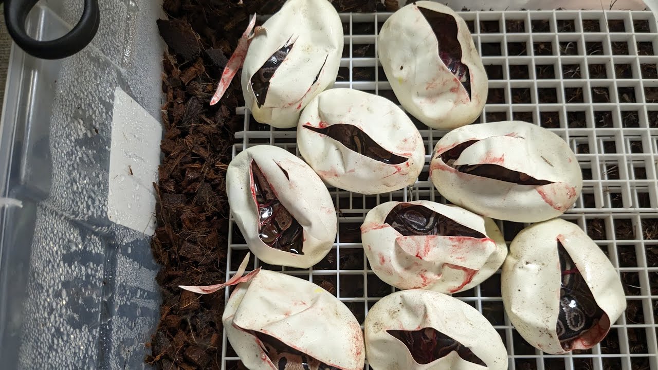 Volta Ball Python Eggs Hatching!