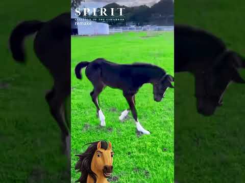 🏇 Real Horses Bring Spirit to Life | A Majestic Cartoon Remake, Foal playing, Animals Cute #horse