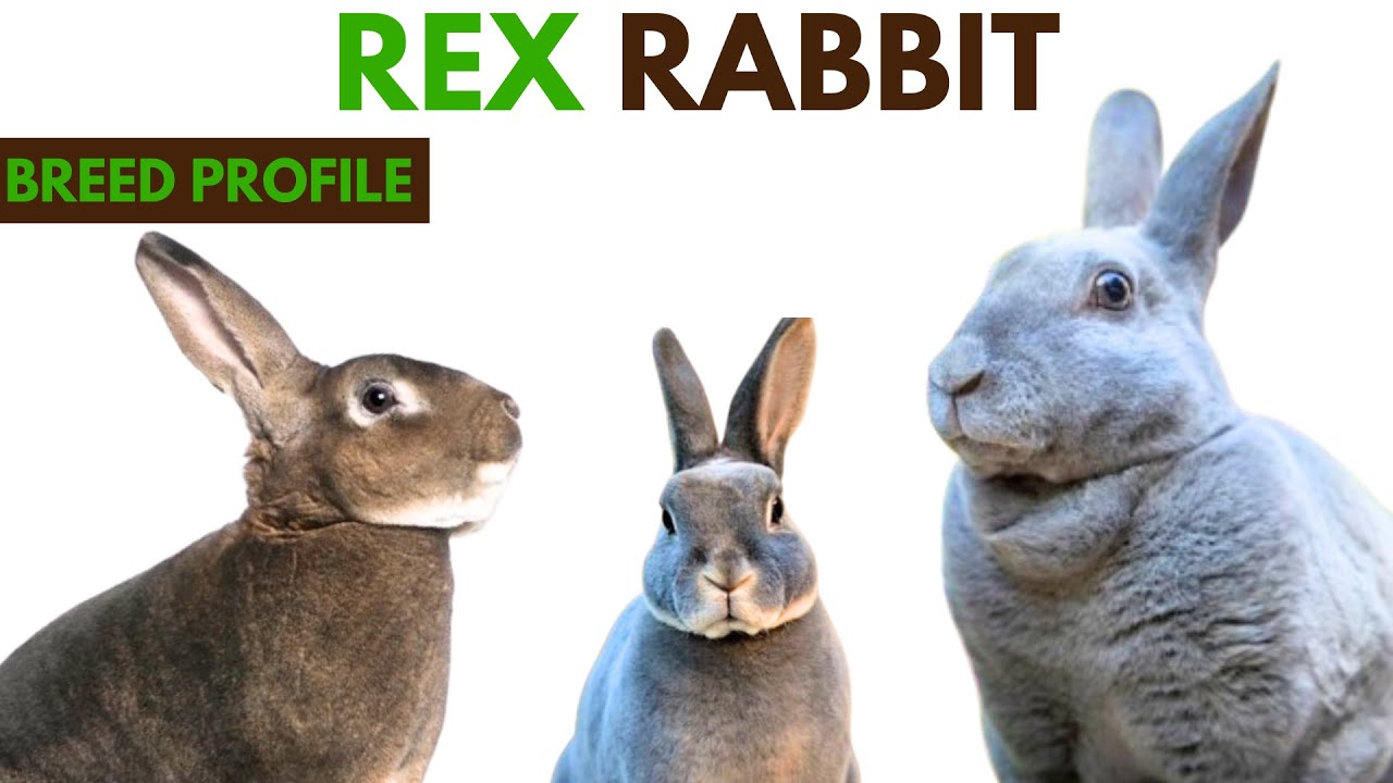 Rex Rabbit Breed Profile History - Traits - Price - Rex Rabbit Grooming Needs - Lifespan