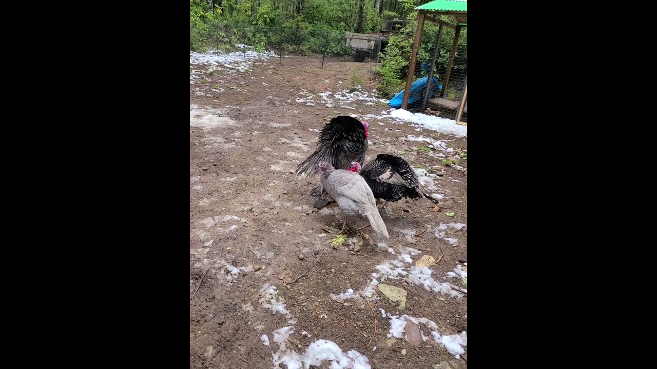 Wild Turkeys Mating.