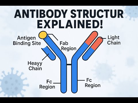 Antibody structure/ What is the structure of antibody