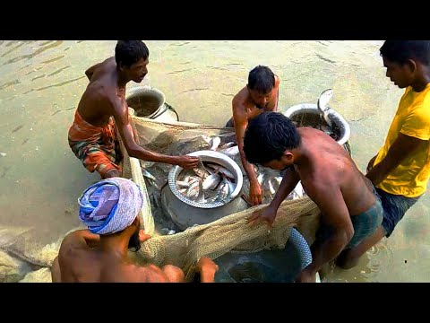 Fastest Traditional Net Fishing in The River | Cast Net Fishing Video | Big Fish Hunting By Cast Net