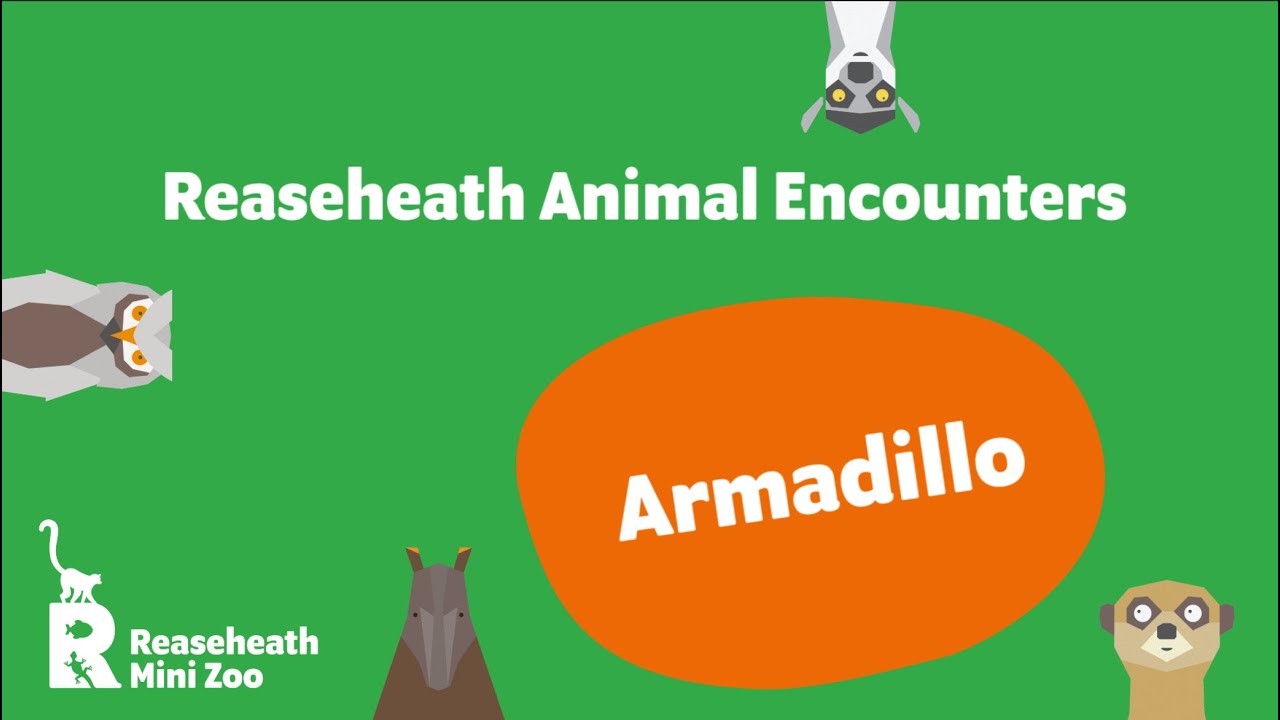 Reaseheath Mini Zoo Animal Encounters - Armadillo