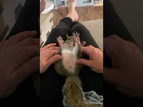 My best friend 🥰 #squirrel #animals #squirrelfriends #cute #wildlife #squirrellover #pets