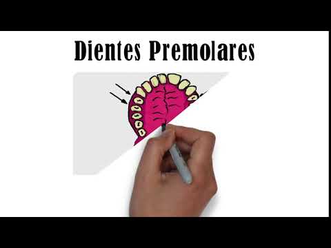 Spanish Medical Interpreter-Spanish Medical Terminology-How to Pronounce Premolar Teeth in Spanish?