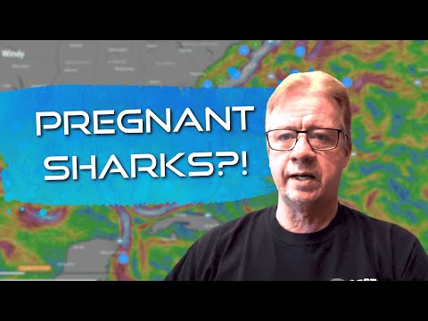 Where Do Tiger Sharks Give Birth? Tracking Hanna & Morada