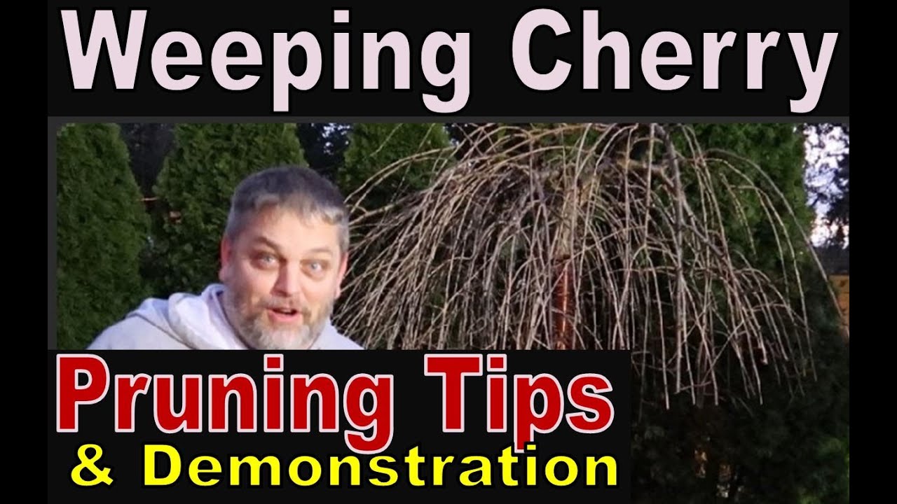 Pruning Weeping Cherry Tree...and TROUBLE WITH MY WIFE
