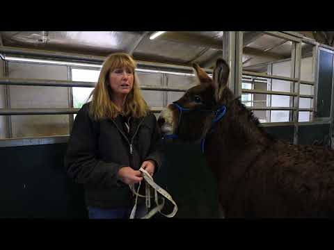 Donkeys are high risk for Equine Metabolic Syndrome