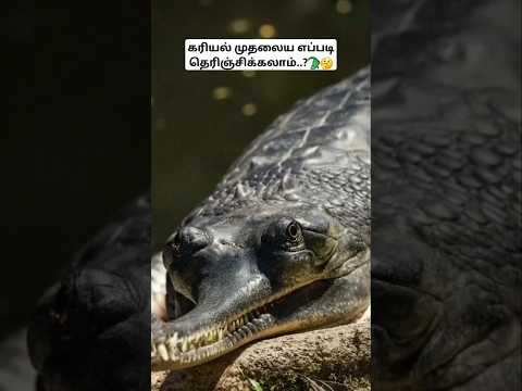 கரியல் முதலைக்கும் மத்த முதலைக்கும் என்ன வித்தியாசம்..? #gharial #crocodile #facts #tamil #bioworld