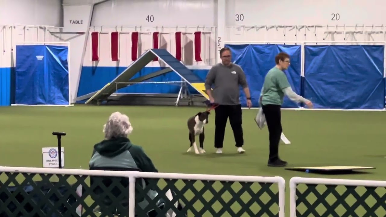 AKC Temperament Test 1 - Passed