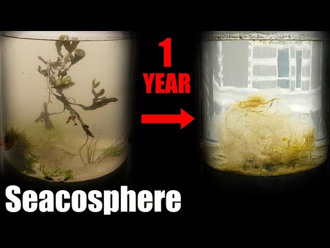 A Tiny Sea Ecosystem in a Jar