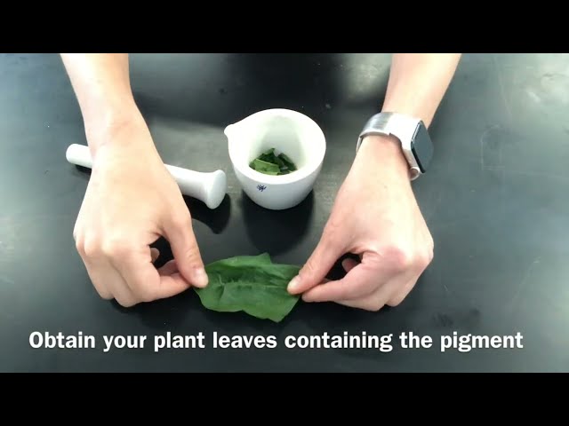 A Step-by-Step Guide to Separating Pigments Using Chromatography ...