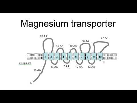 Magnesium Transporter